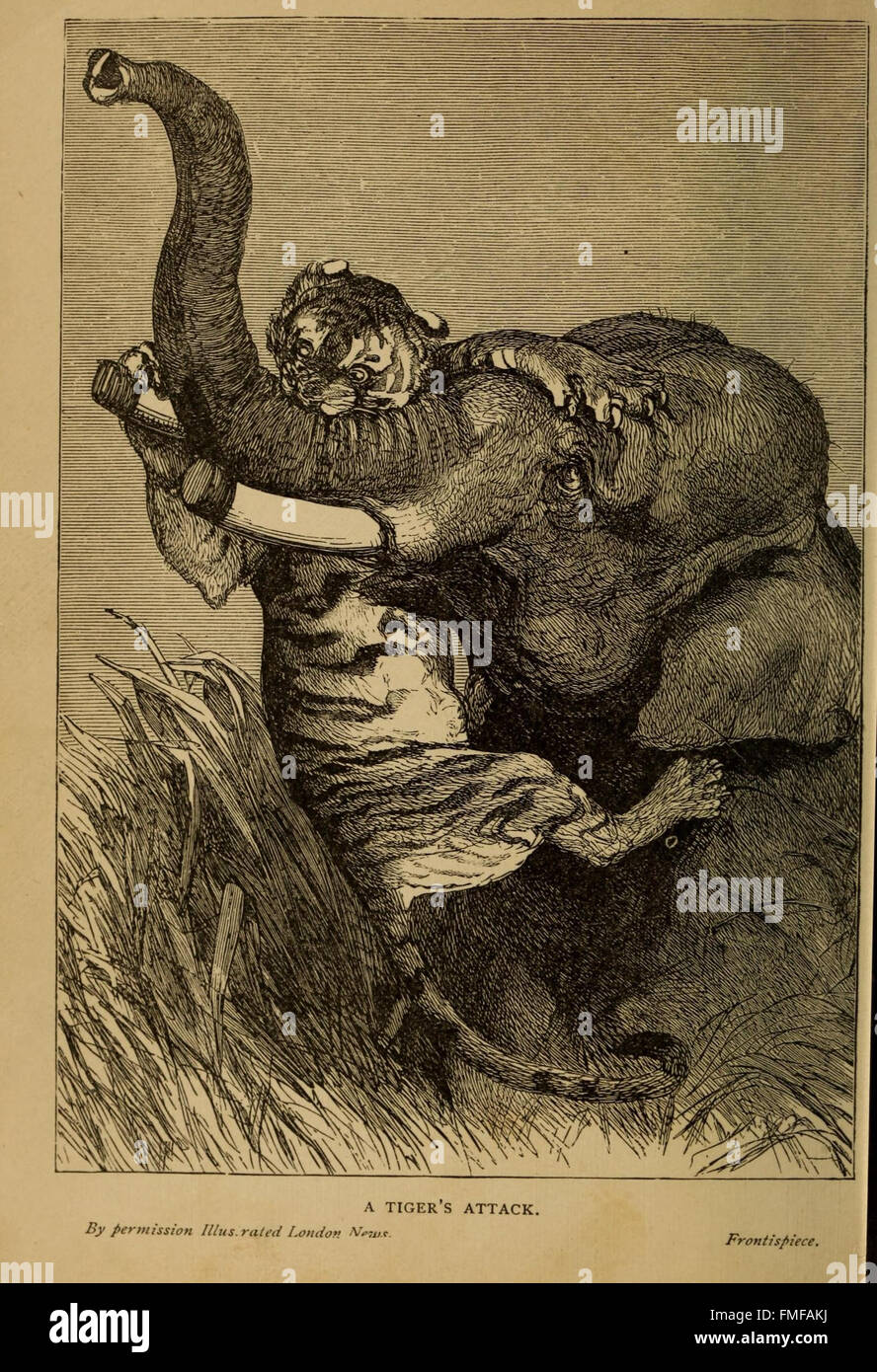 Ivory book cover hi-res stock photography and images - Alamy