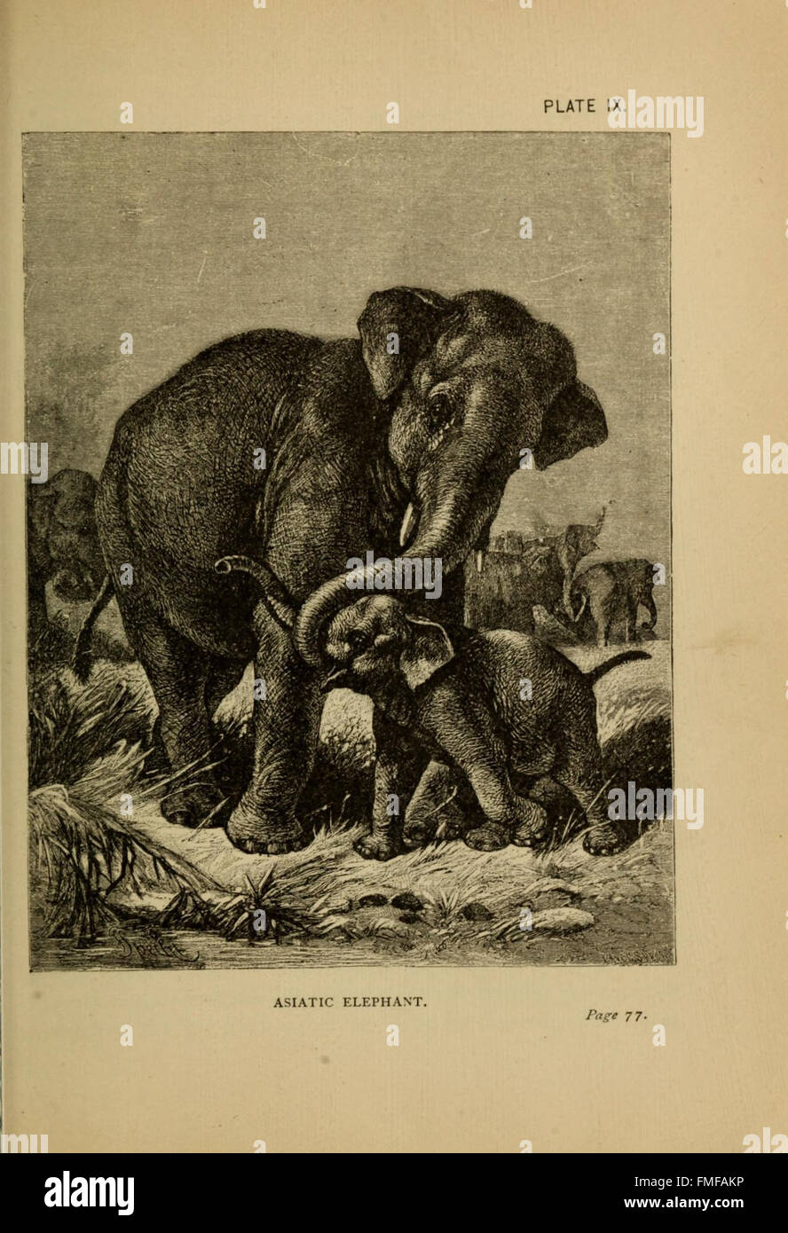 Plate IX from 'The Ivory King' depicts an intricately carved ivory ...