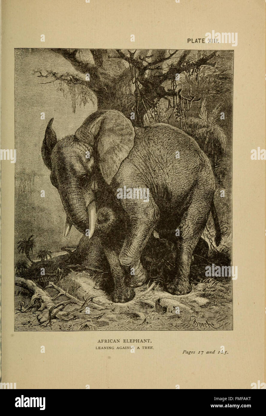 Plate XIII from 'The Ivory King' showcases an ivory carving ...