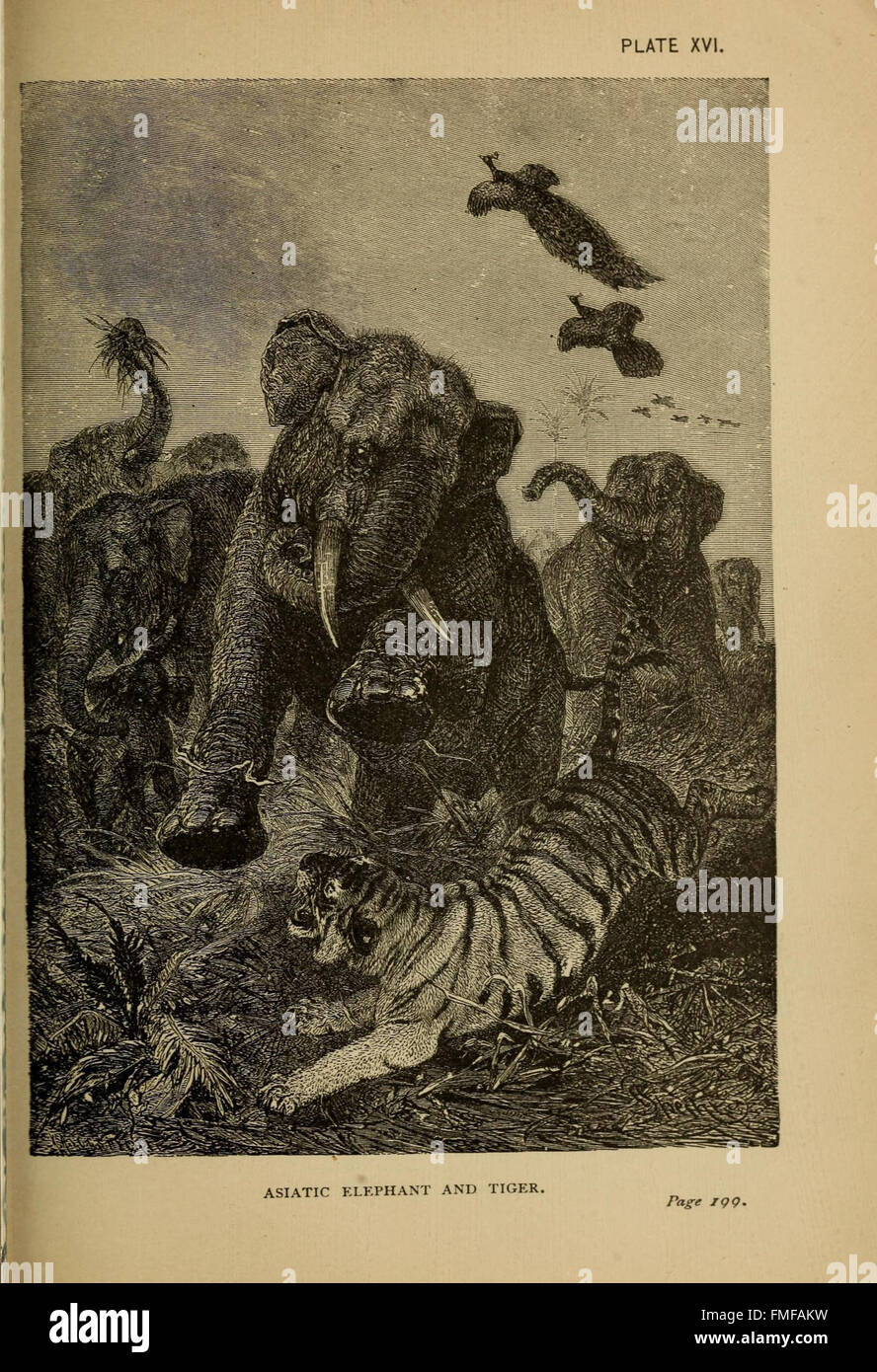 *The Ivory King* (Plate XVI) features detailed depictions of elephants ...