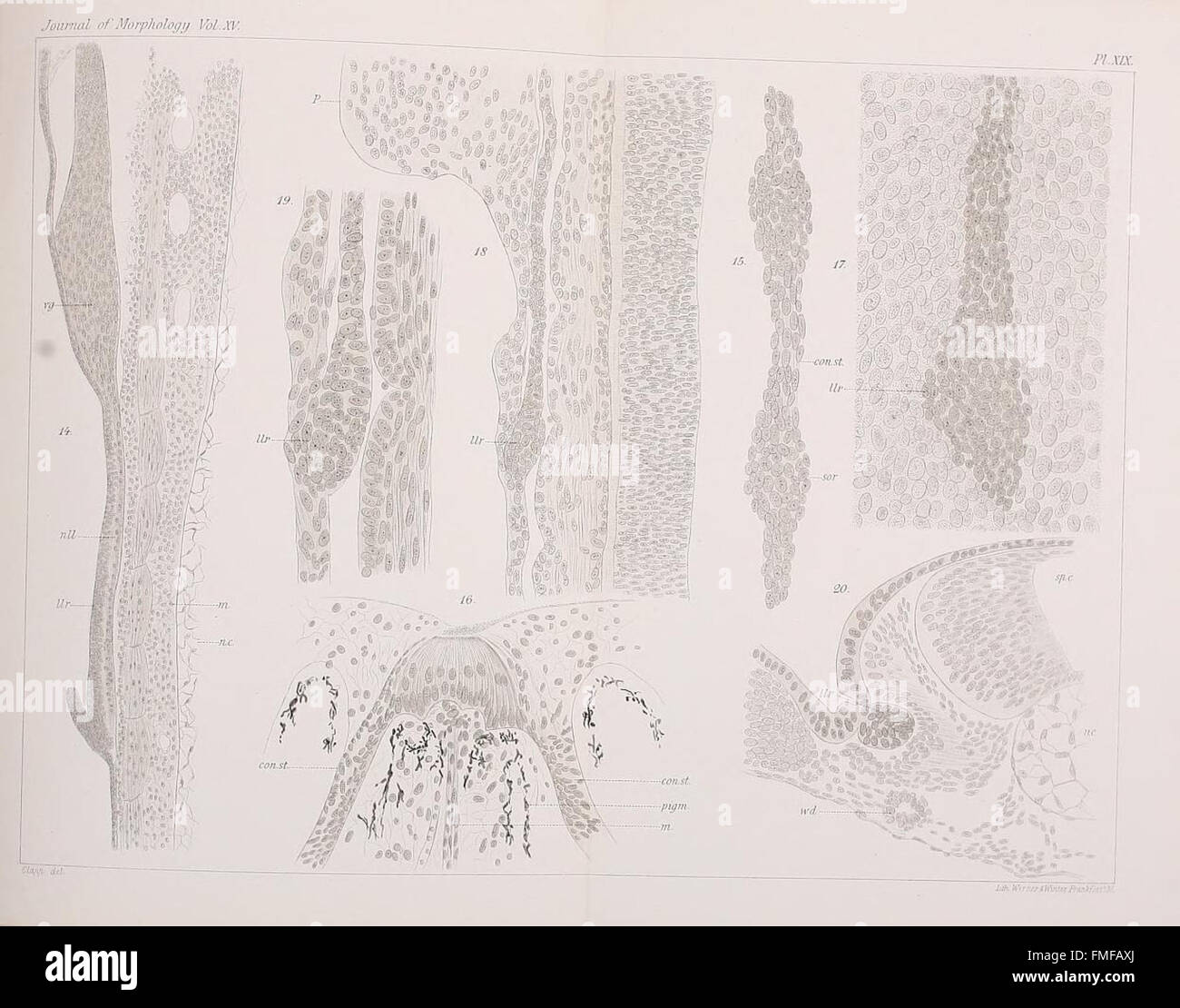 This plate illustrates the lateral line system of Batrachus tau, a ...