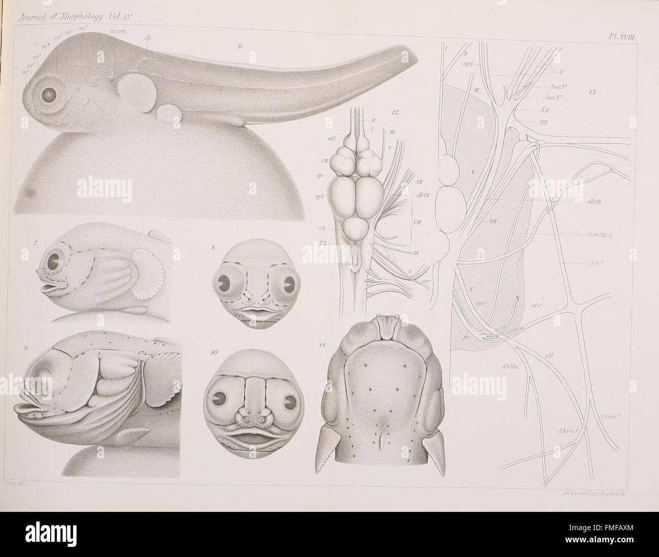 Plate XVIII illustrates the lateral line system of Batrachus tau, a ...