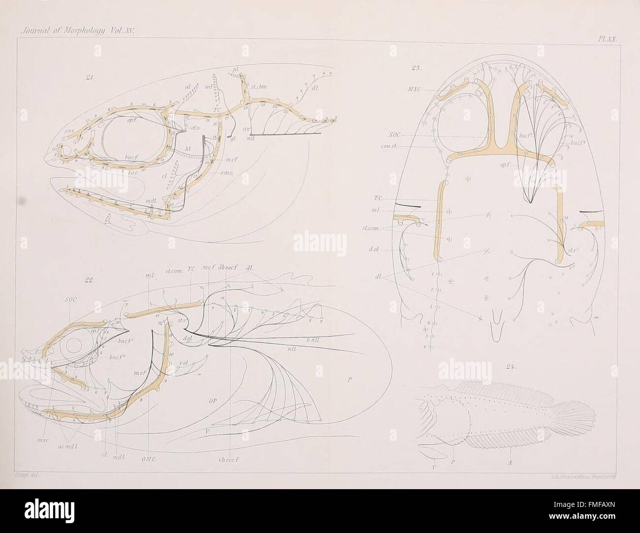 Plate XX focuses on the lateral line system of Batrachus tau, a species ...