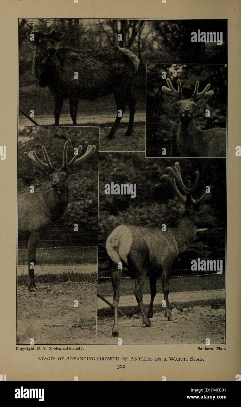 'The Life of Animals' explores various animal species, their behaviors ...