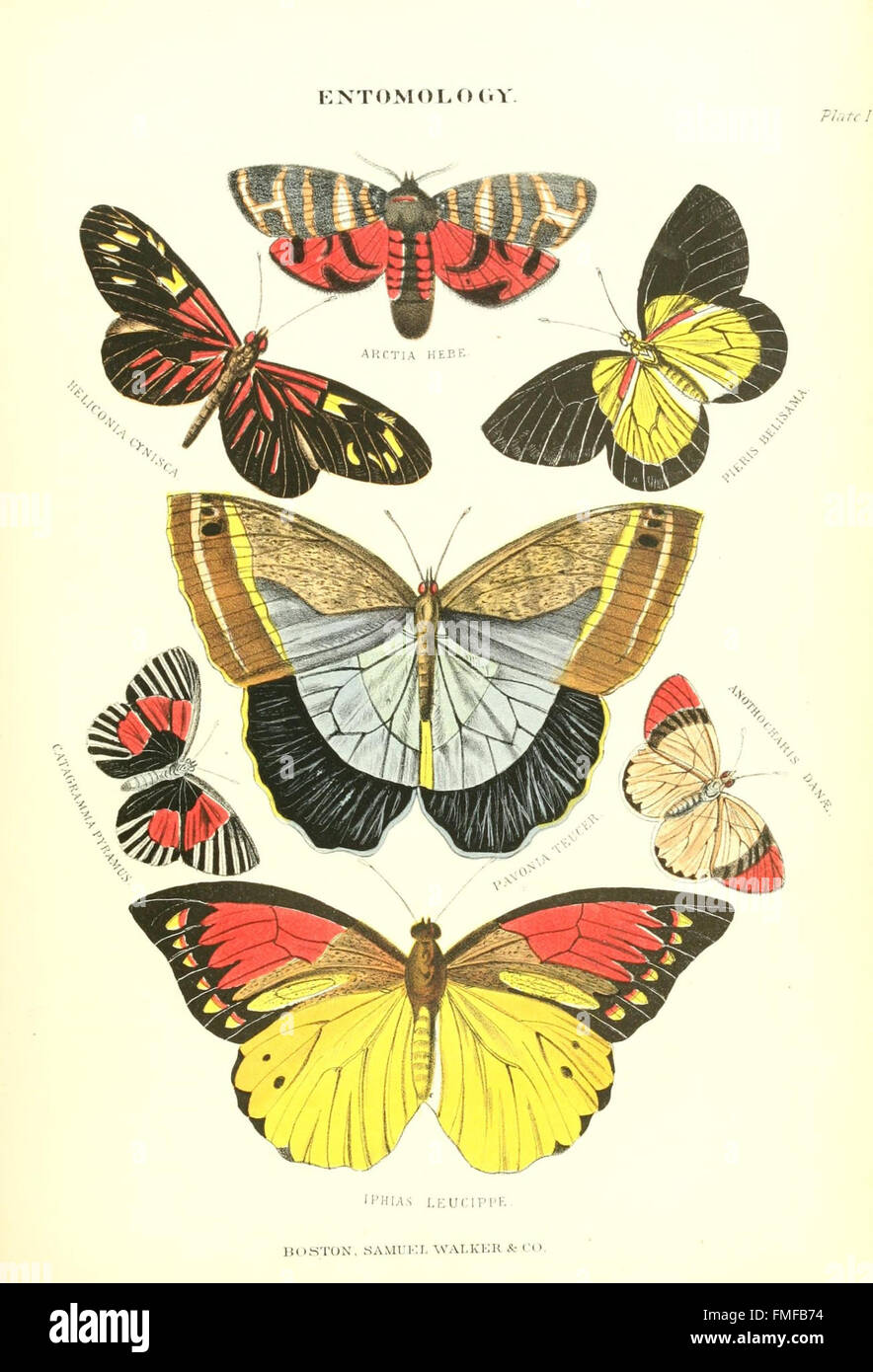 'The Living World' (Plate I) showcases diverse species from across the ...