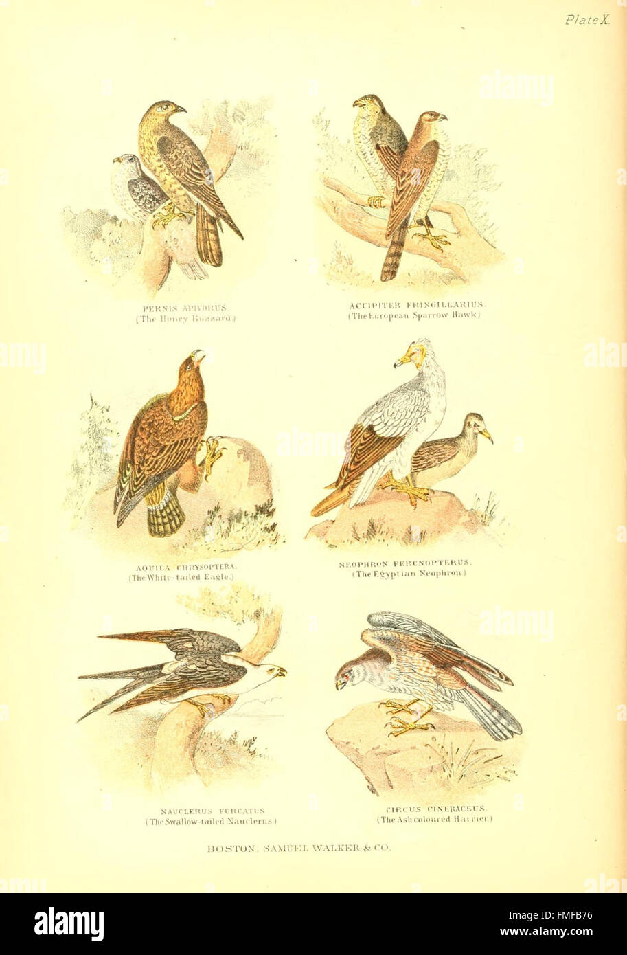 'The Living World' showcases a variety of species and ecosystems from ...