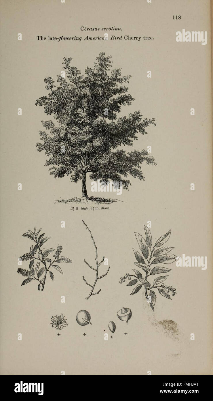 This plate illustrates various species of trees and shrubs found in the ...