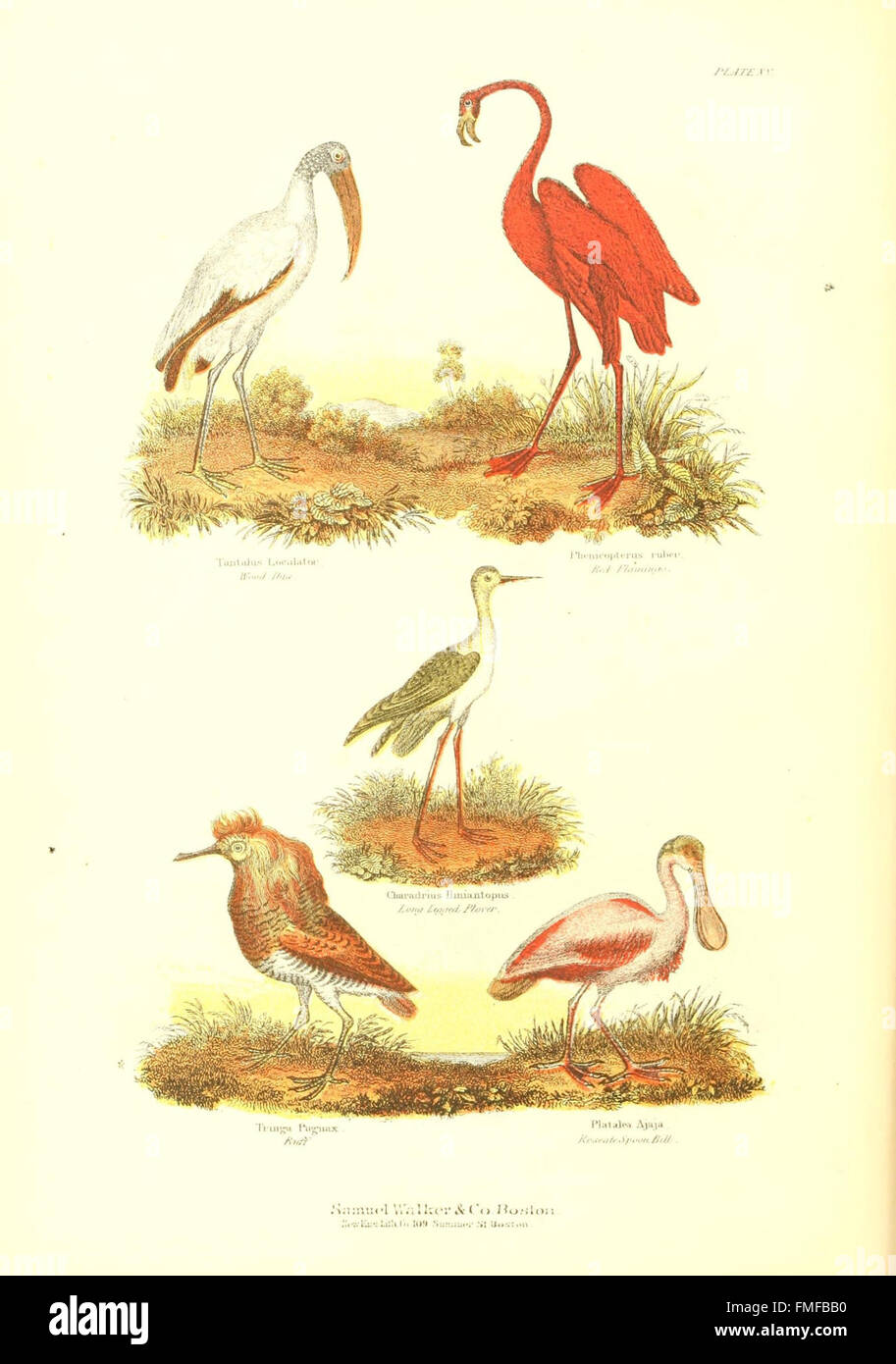 The living world (Plate XV Stock Photo - Alamy