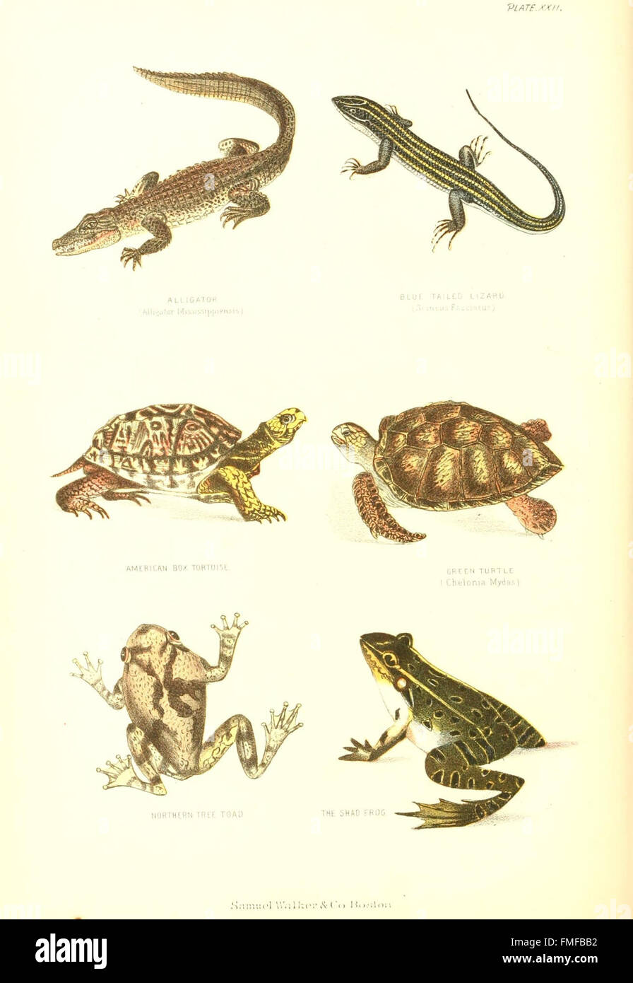 Diverse life cycle hi-res stock photography and images - Alamy