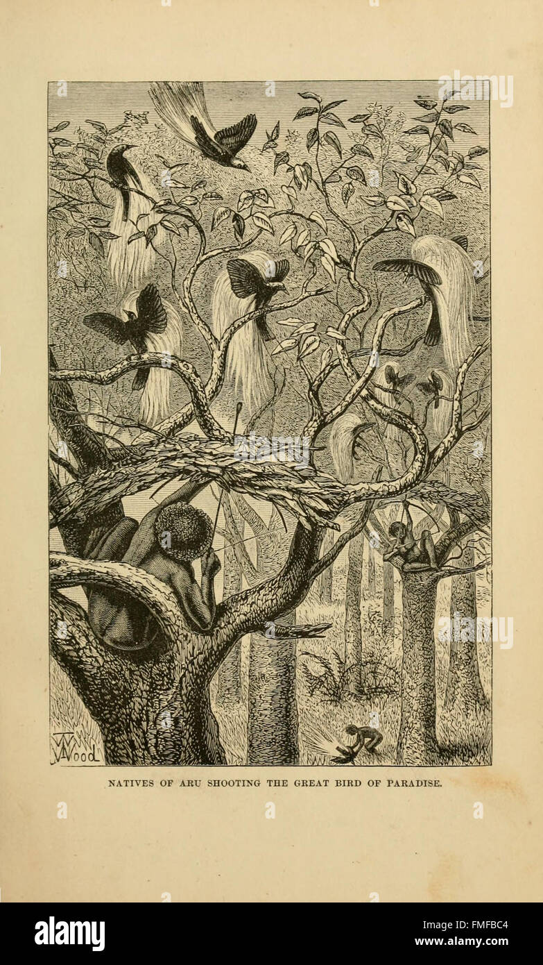 Figure 2 from 'The Malay Archipelago' depicts the diverse ecosystems ...