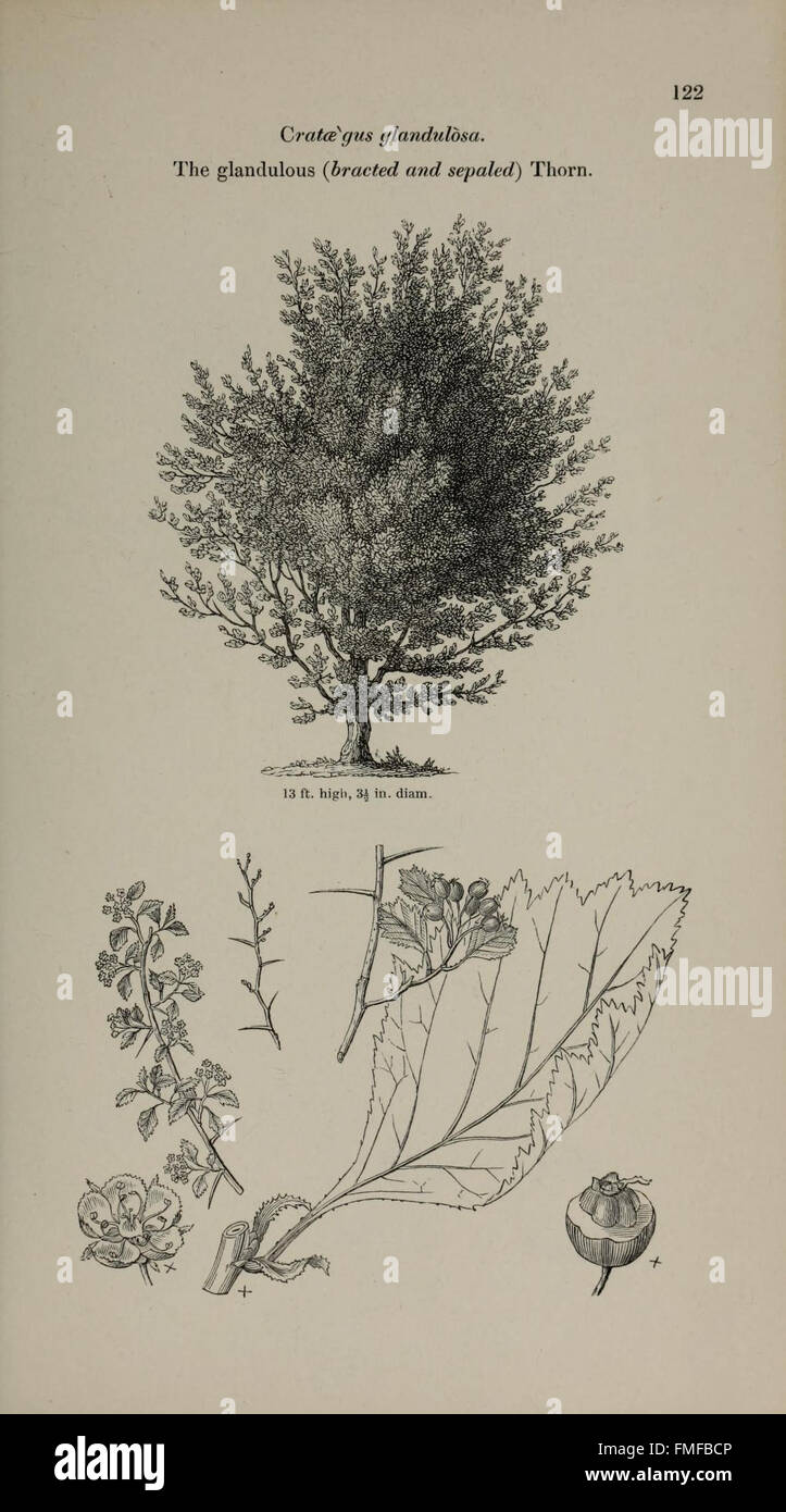 'Arboretum et Fruticetum Britannicum' illustrates various British tree ...