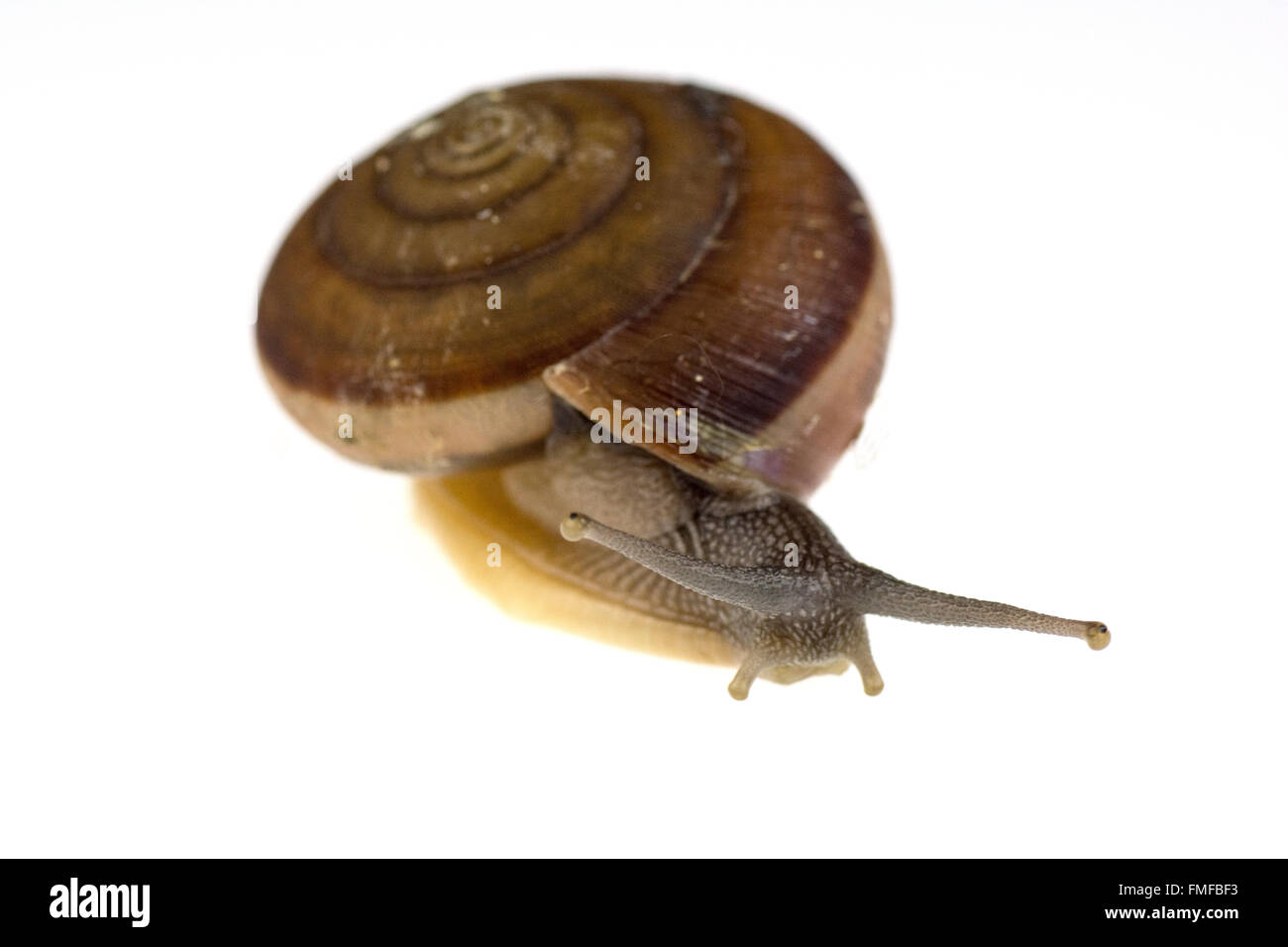 Isolated shell wet snail Cut Out Stock Images & Pictures - Alamy