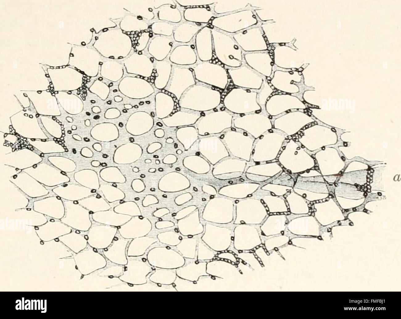 'The Microscope and Its Revelations' (1901) provides an in-depth look ...