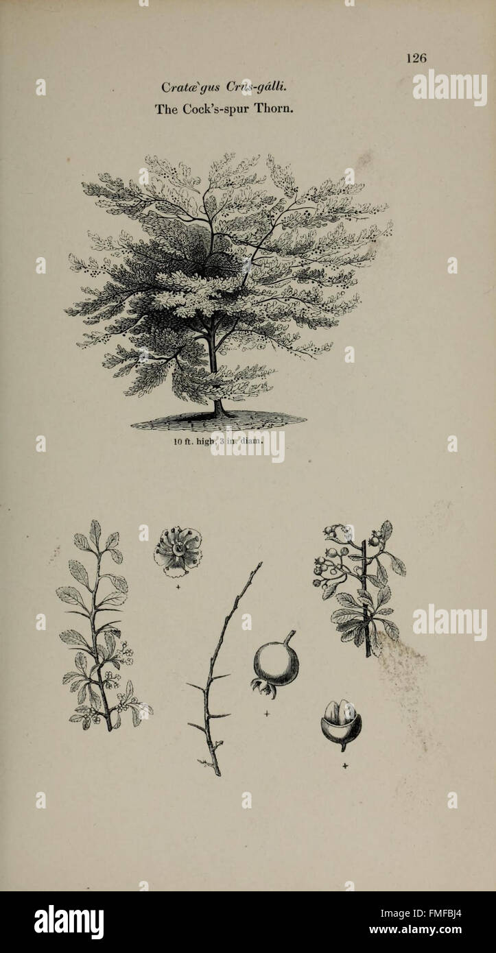 A comprehensive study of British trees and shrubs, with detailed ...