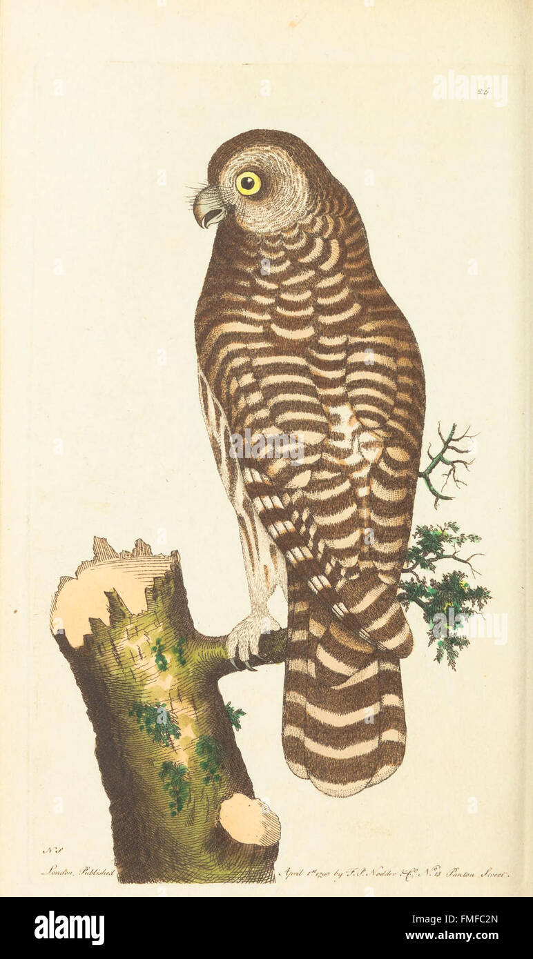 Coloured figures of natural objects hi-res stock photography and images ...