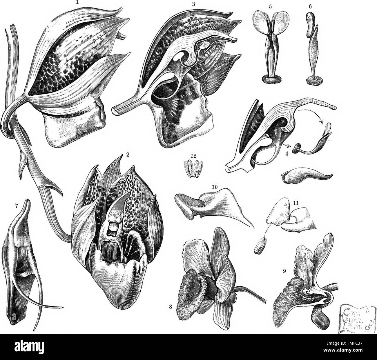 This 1895 work on plant biology covers the key aspects of plant life ...