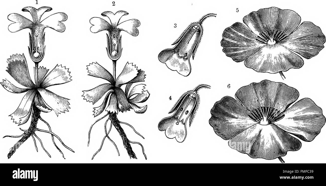 *The Natural History of Plants* (1895) provides a comprehensive ...