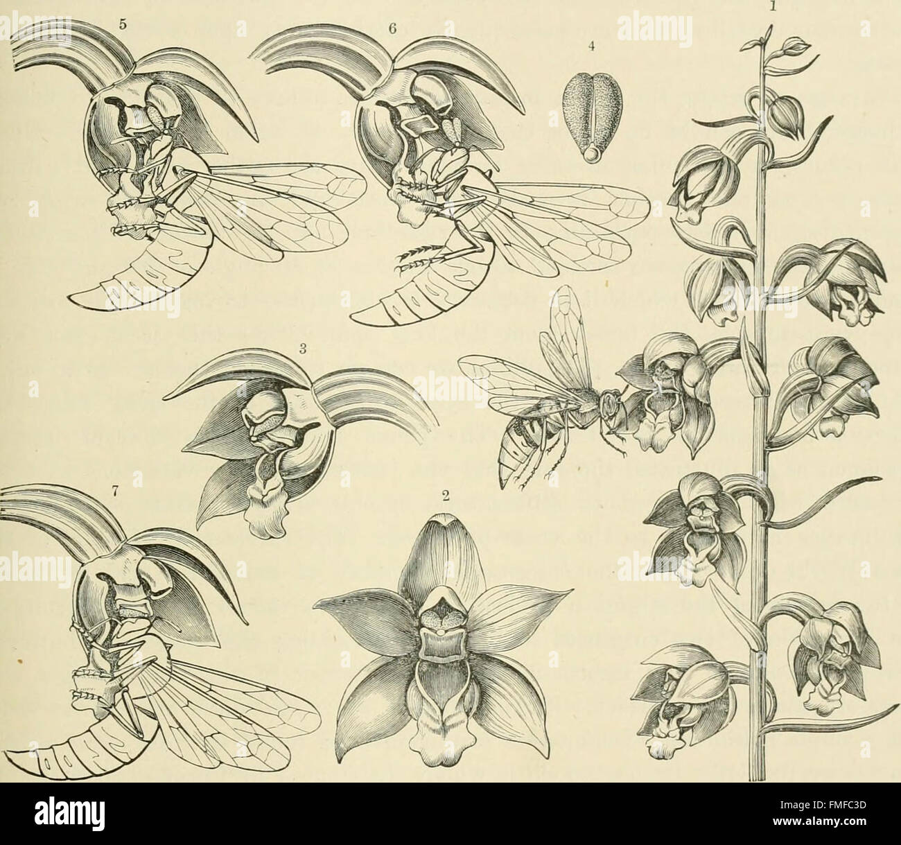 This 1902 work provides an extensive overview of plant biology ...