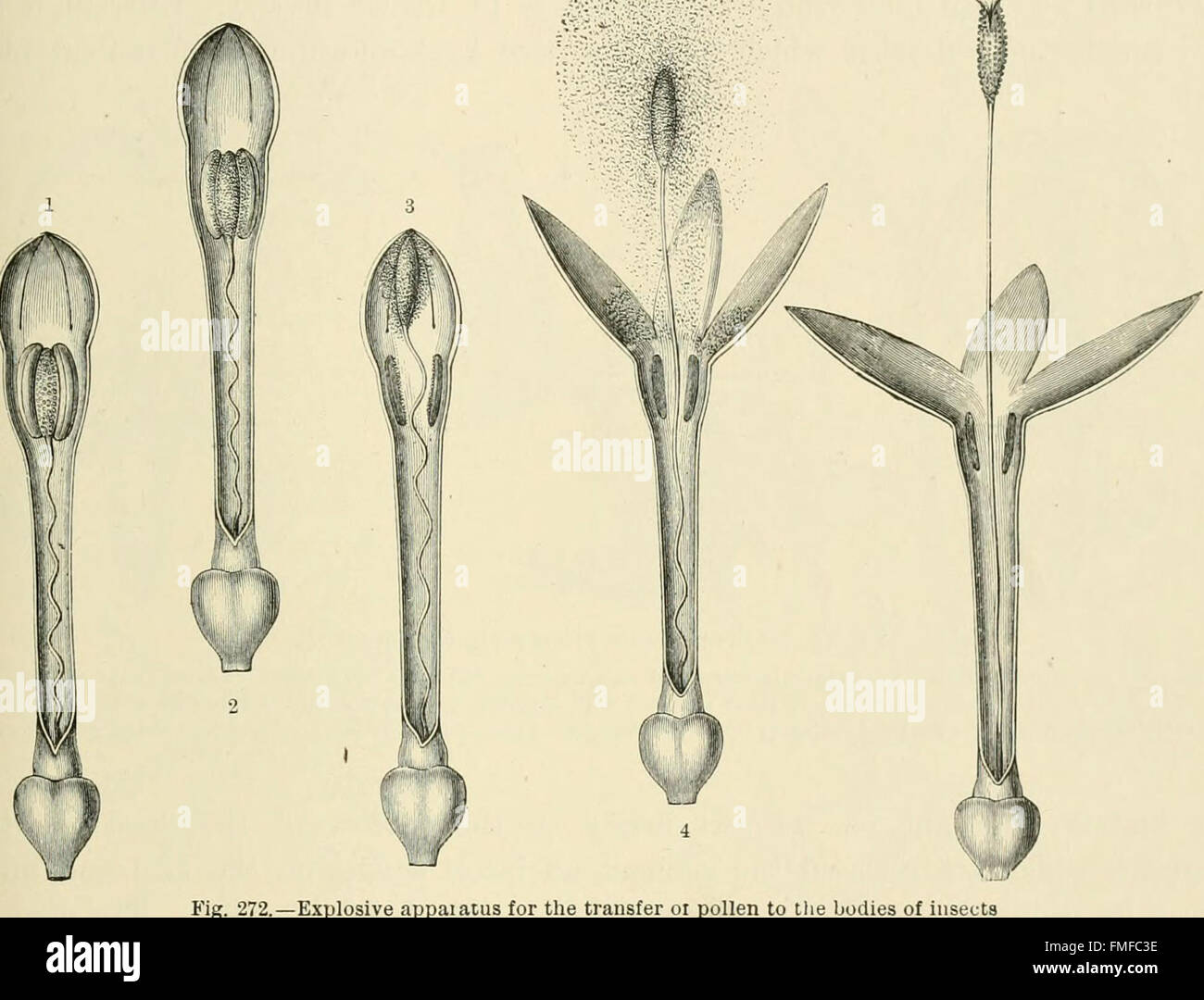 This work from 1902 explores the natural history of plants, detailing ...