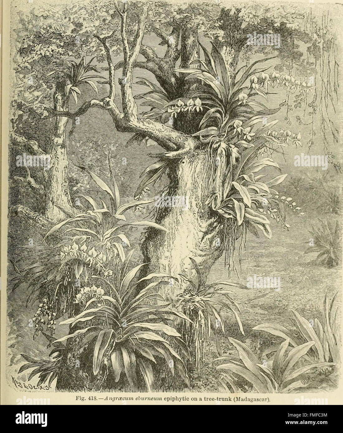 'The Natural History of Plants' (1902) explores various plant species ...