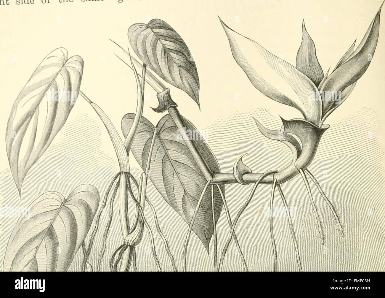 'The Natural History of Plants' (1902) explores the forms, growth ...