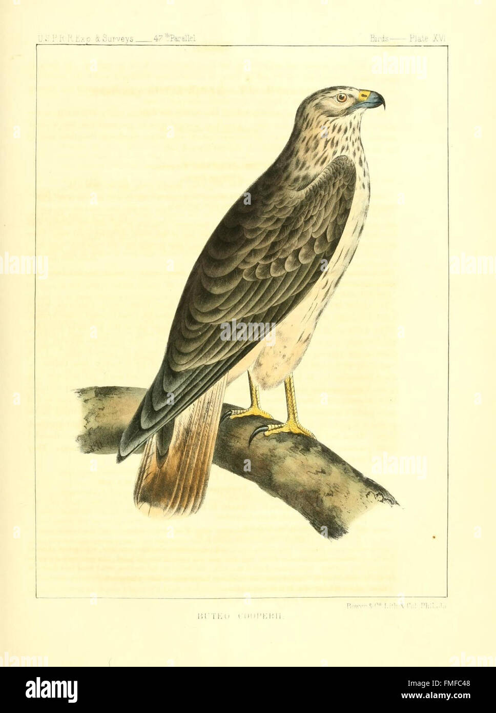 'The Natural History of Washington Territory' (Birds - Plate XVI ...
