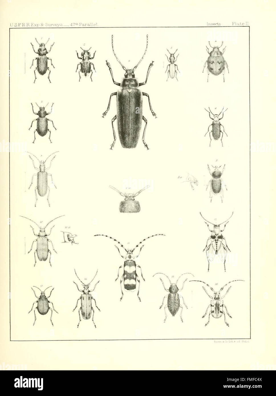 The natural history of Washington territory (Insects-Plate II Stock ...