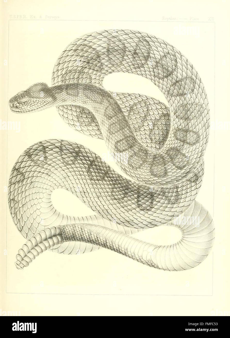 This plate from The Natural History of Washington Territory illustrates ...