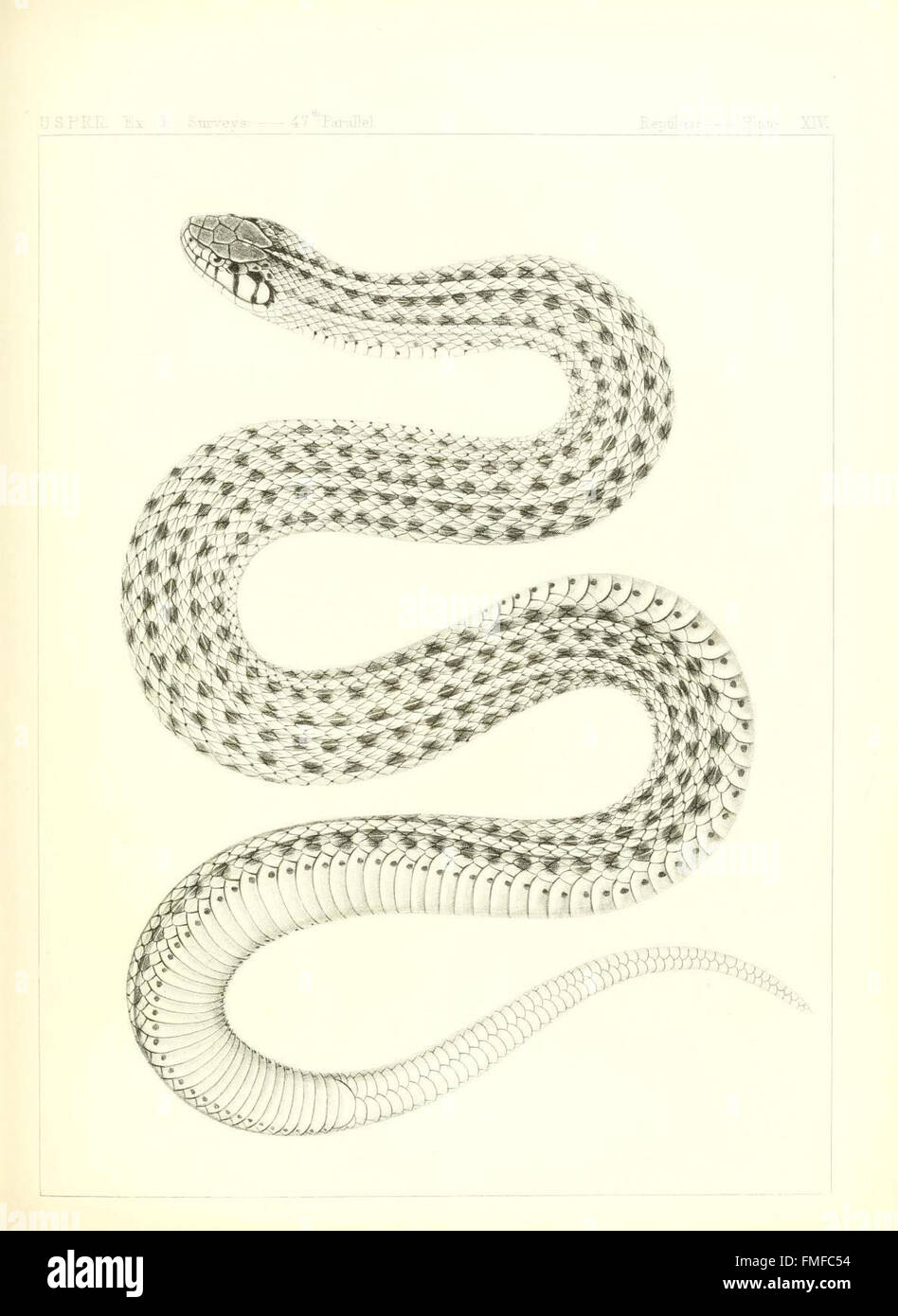 Plate XIV from 'The Natural History of Washington Territory' showcases ...