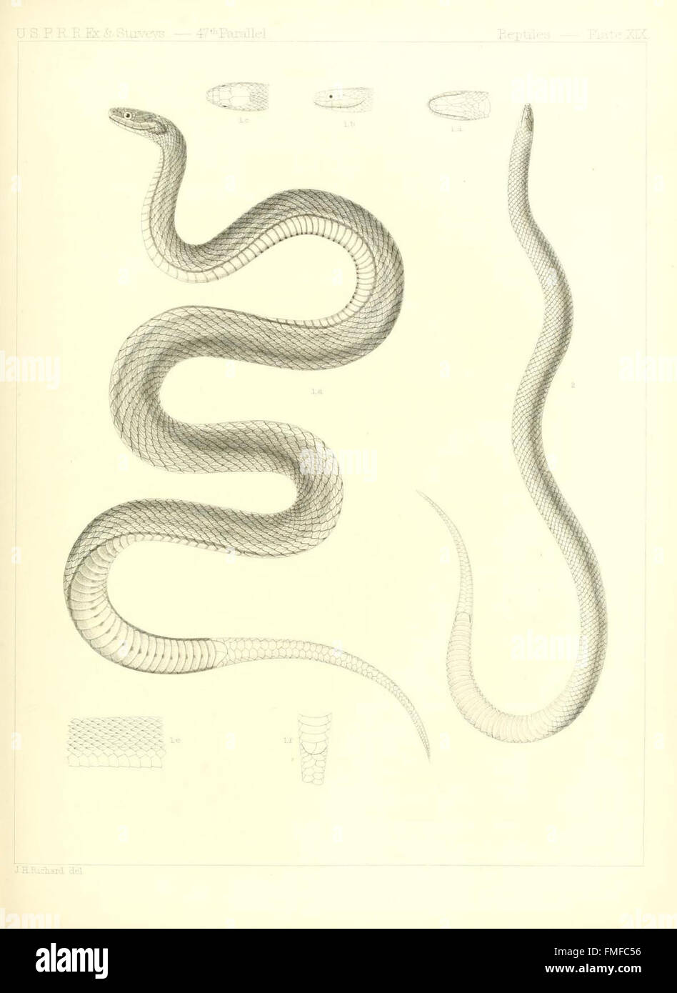 Plate XIX from 'The Natural History of Washington Territory' showcases ...