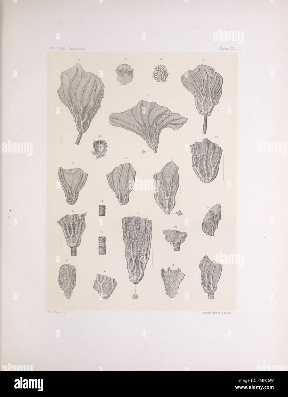 A scientific work illustrating North American crinoids, specifically ...