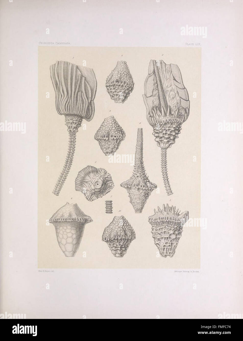 'The North American Crinoidea Camerata' studies crinoids, a type of ...