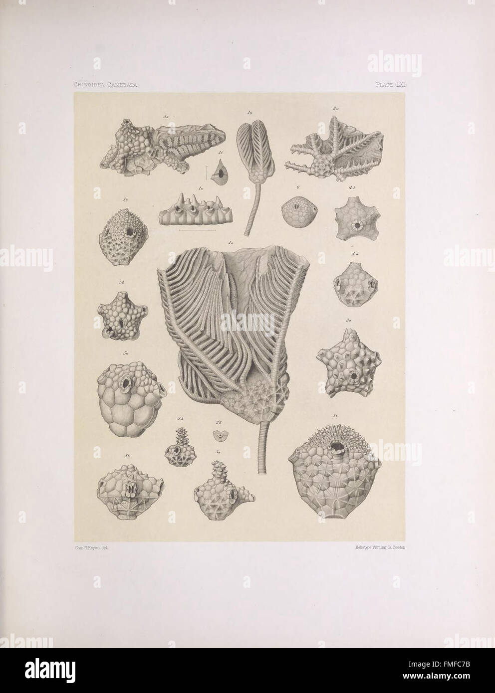 *The North American Crinoidea Camerata* provides a comprehensive study ...