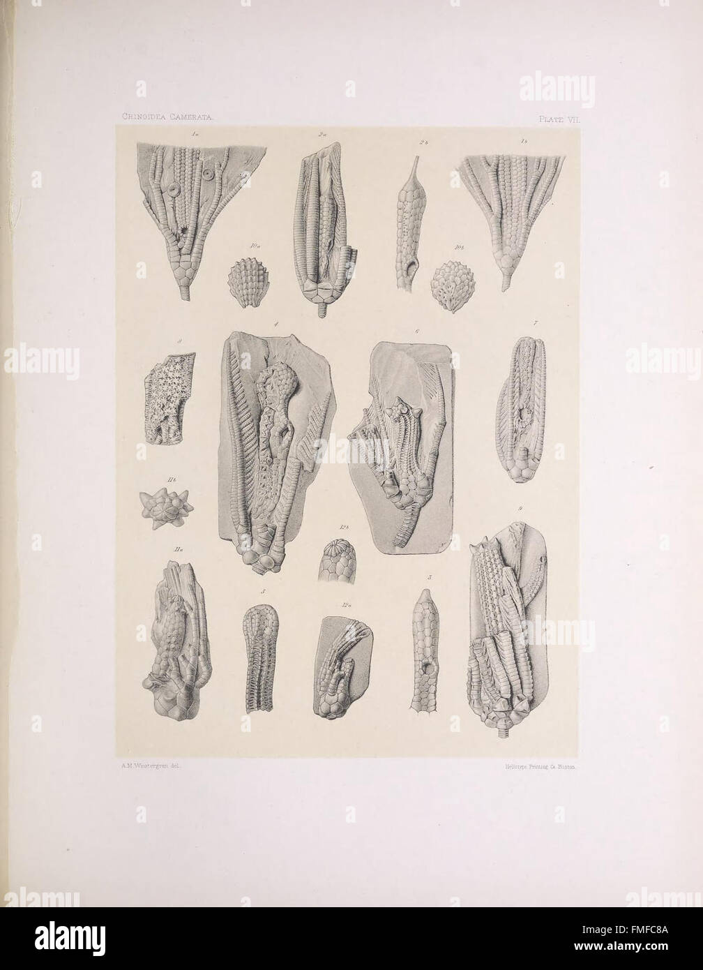 *The North American Crinoidea Camerata* details the marine organisms of ...