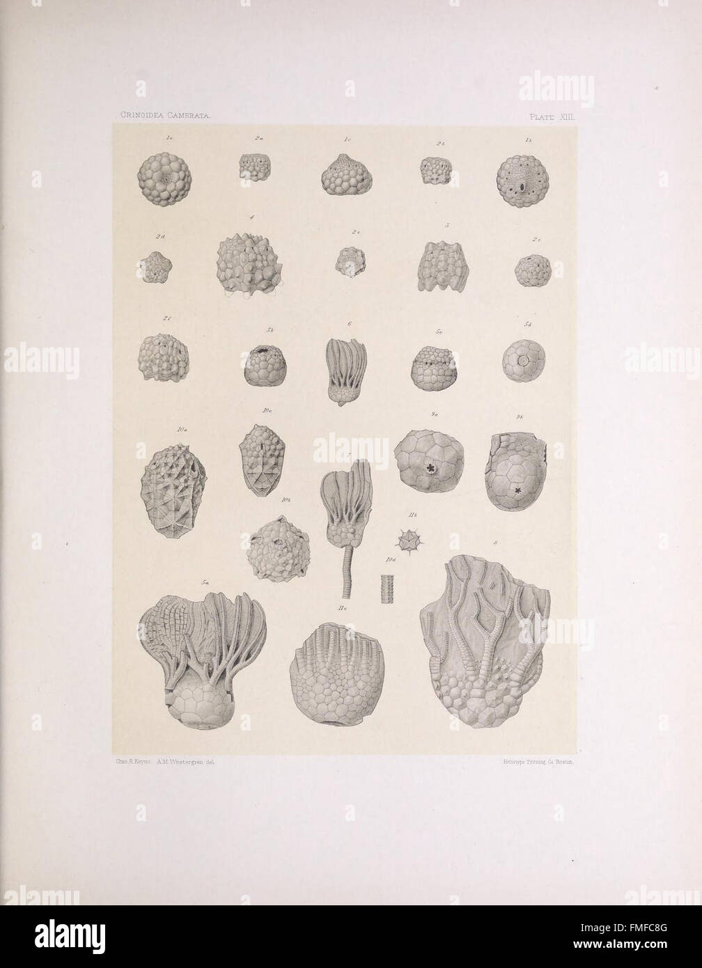 'The North American Crinoidea Camerata' (Plate XIII) illustrates ...