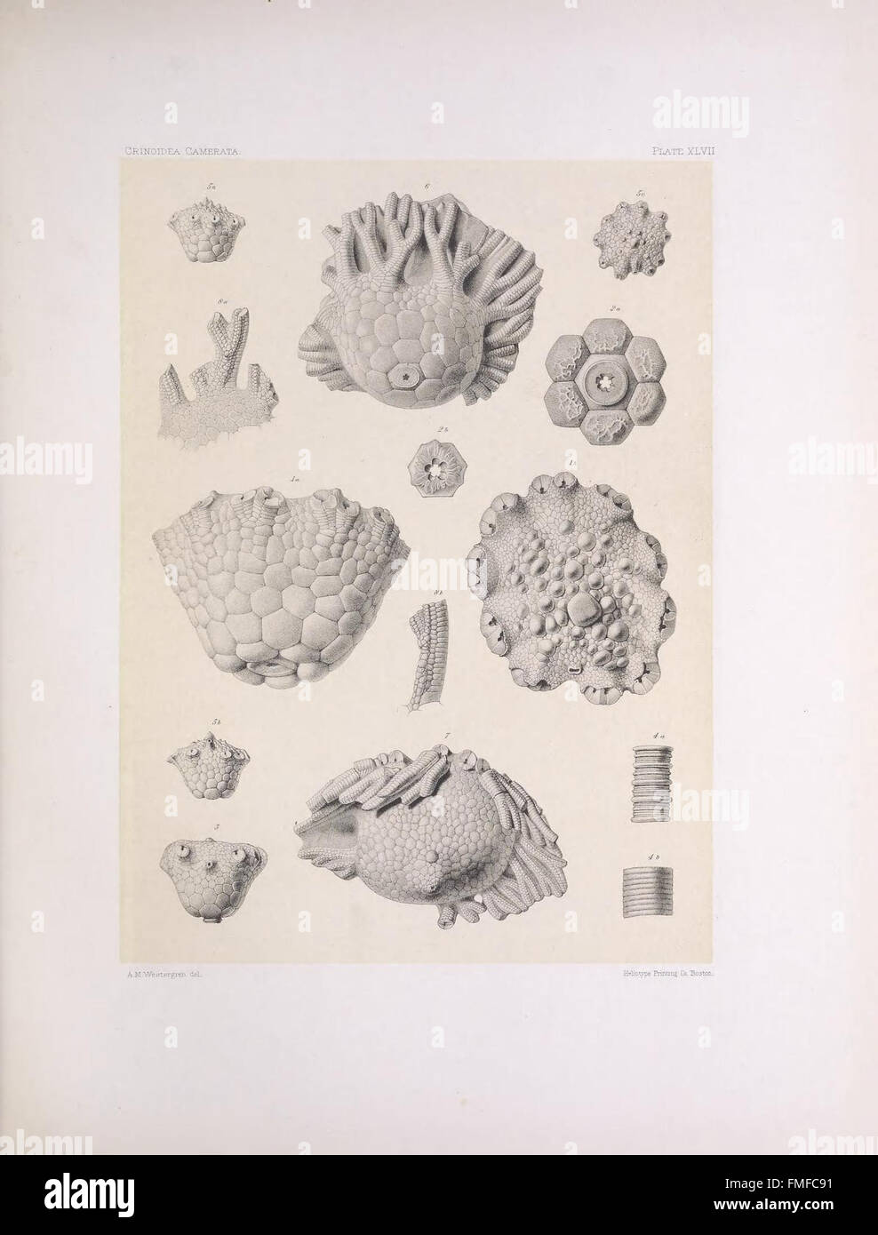 'The North American Crinoidea Camerata' (Plate XLVII) features detailed ...