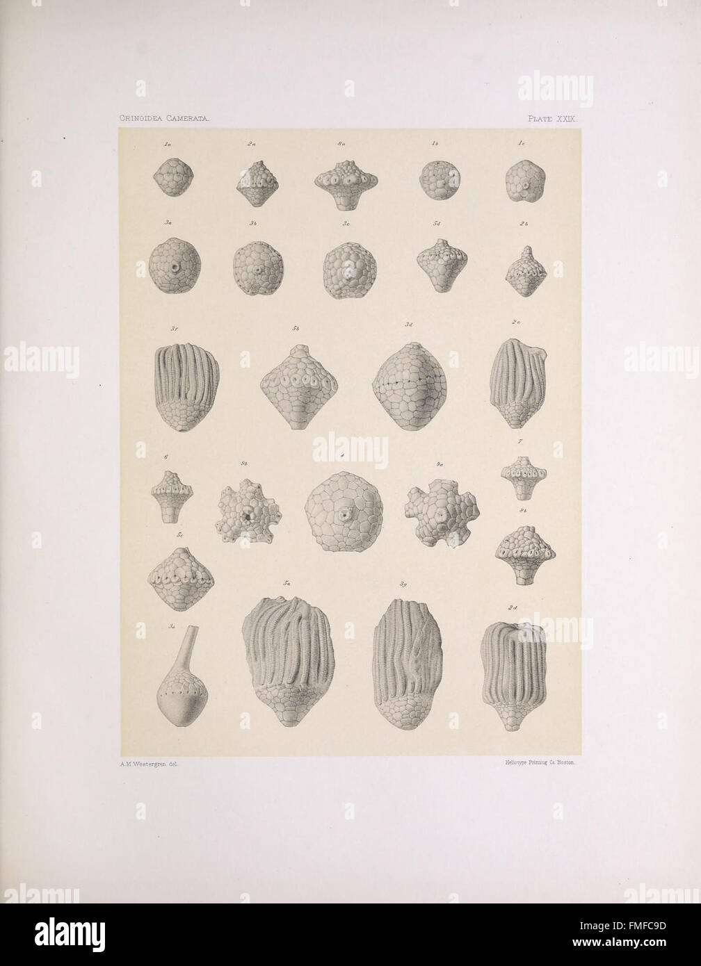 This plate features a detailed illustration of the North American ...