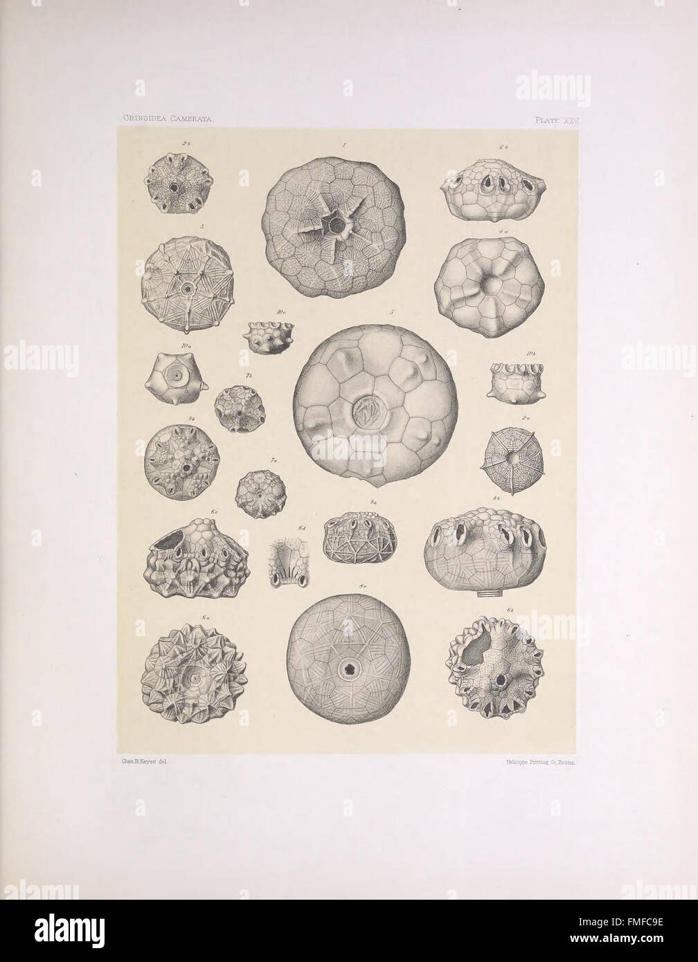 Plate XXV from 'The North American Crinoidea Camerata' features ...