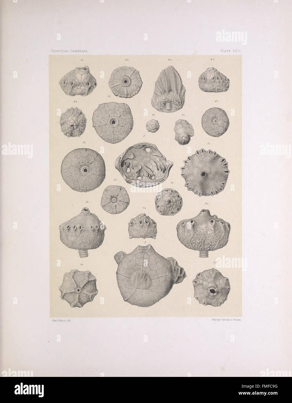 Engraving ancient species hi-res stock photography and images - Alamy