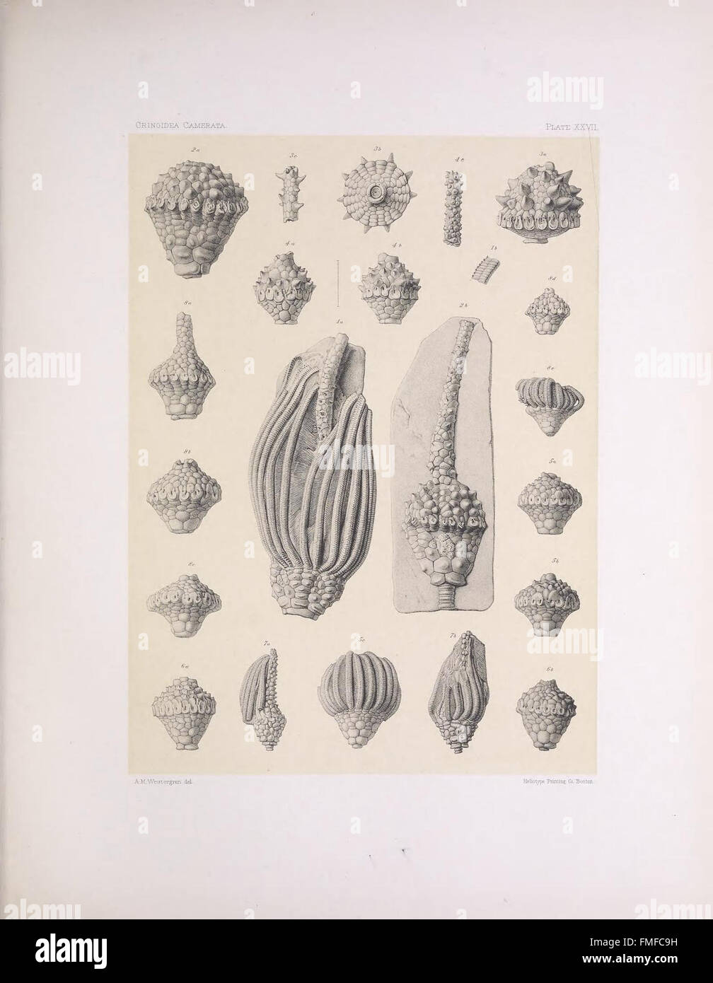 Plate XXVII from 'The North American Crinoidea Camerata' depicts ...