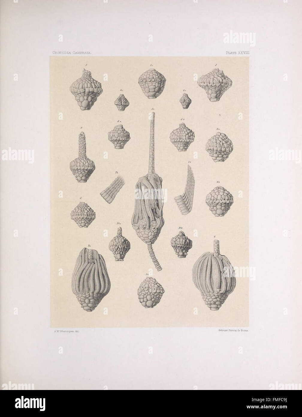 Plate XXVIII from *The North American Crinoidea Camerata* features ...
