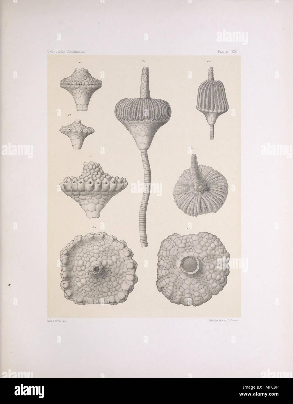 Plate XXXII of *The North American Crinoidea Camerata* illustrates ...