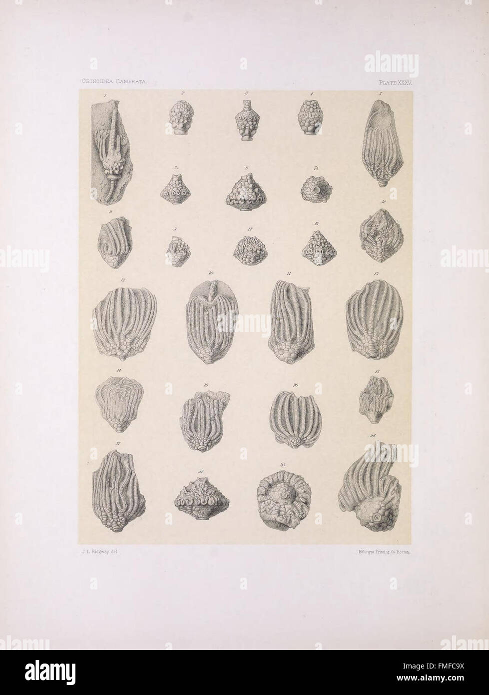 Plate XXXV from 'The North American Crinoidea Camerata' depicts various ...
