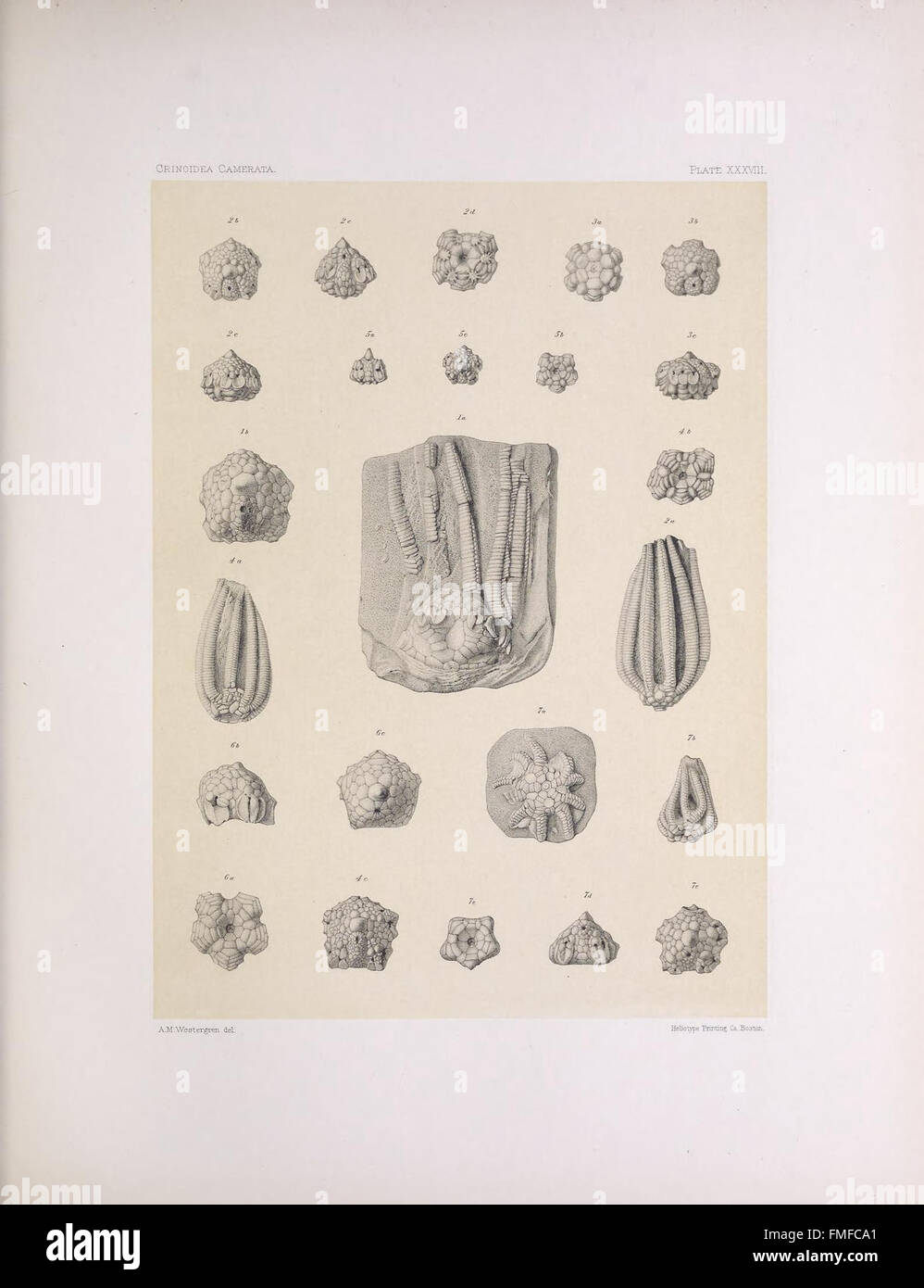 Crinoidea crinoids hi-res stock photography and images - Alamy