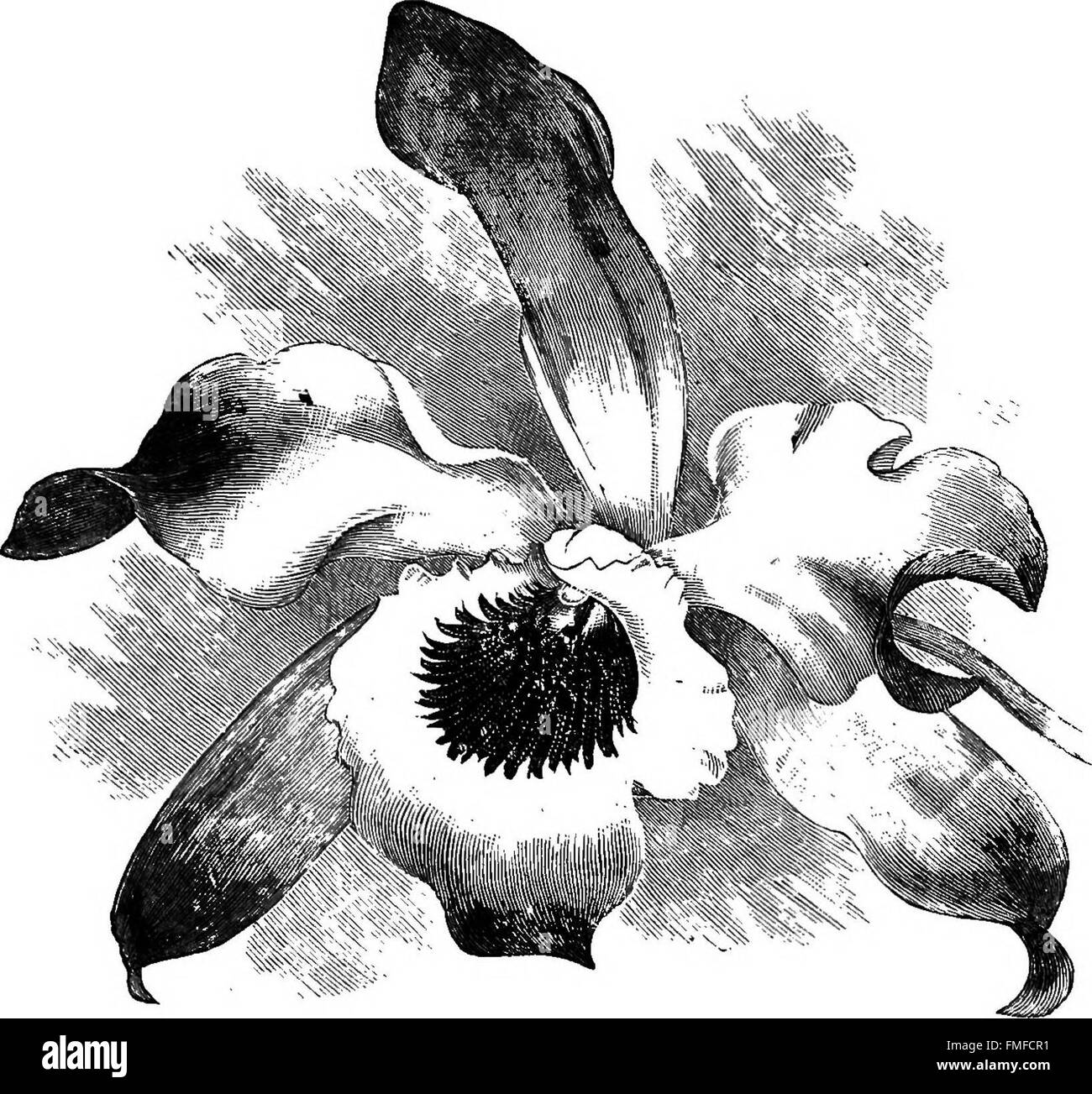 'The Orchid-Grower's Manual' (1894) by Benjamin Samuel Williams and ...