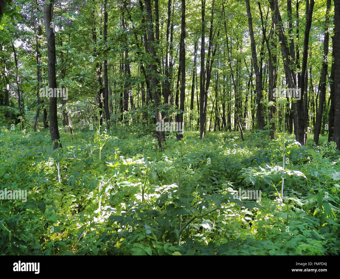 Thickets Shrub High Resolution Stock Photography and Images - Alamy