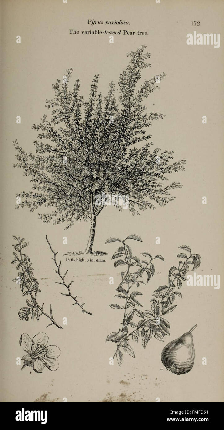 Plate 172 from the ‘Arboretum et Fruticetum Britannicum’ series depicts ...