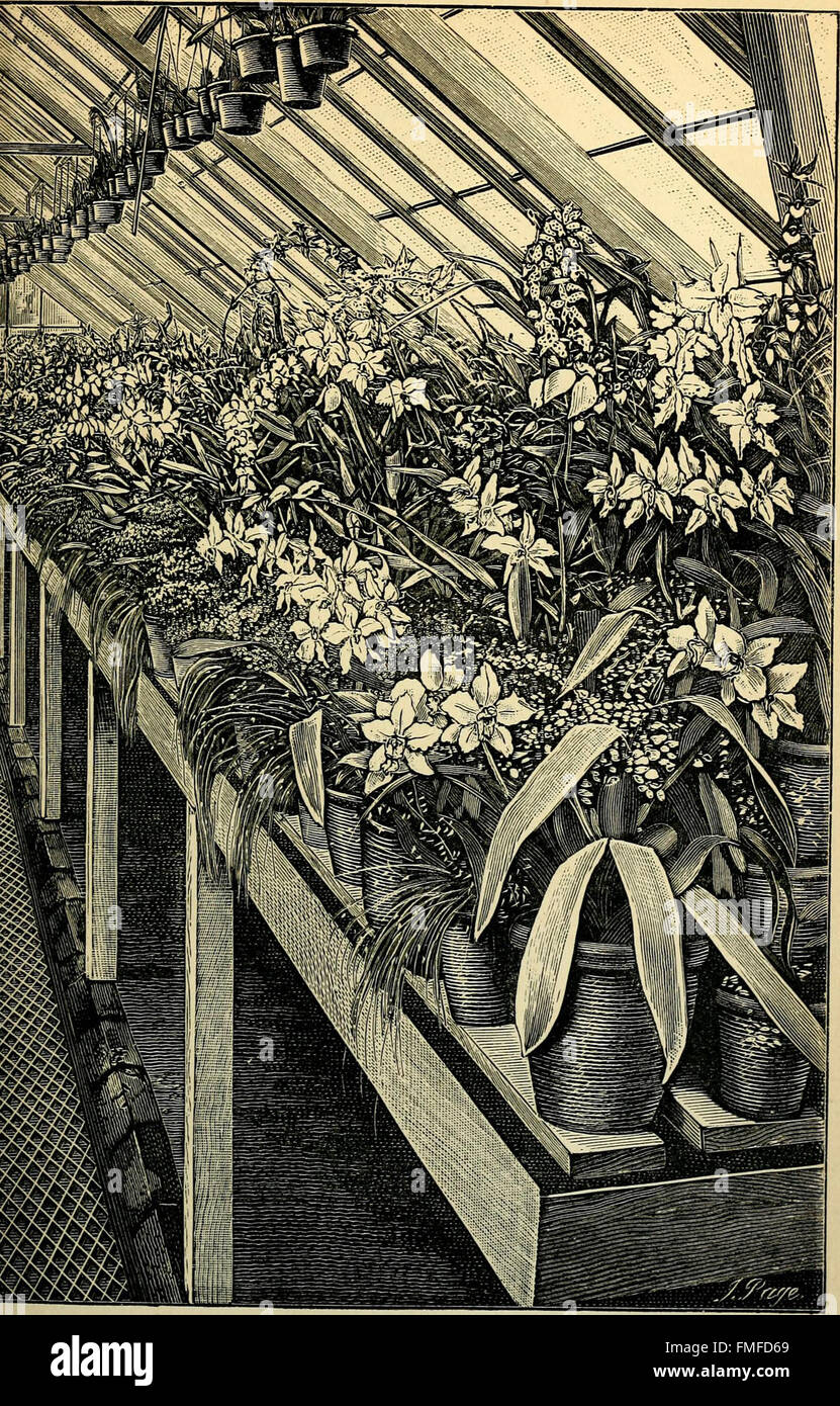 This manual offers detailed descriptions of the best orchid species and ...