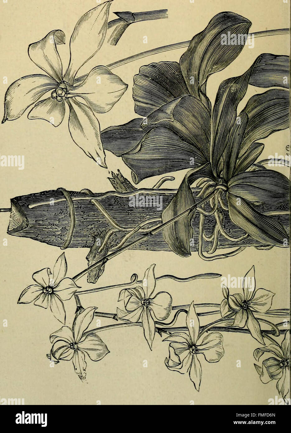 An 1885 manual providing detailed descriptions of top orchid species ...