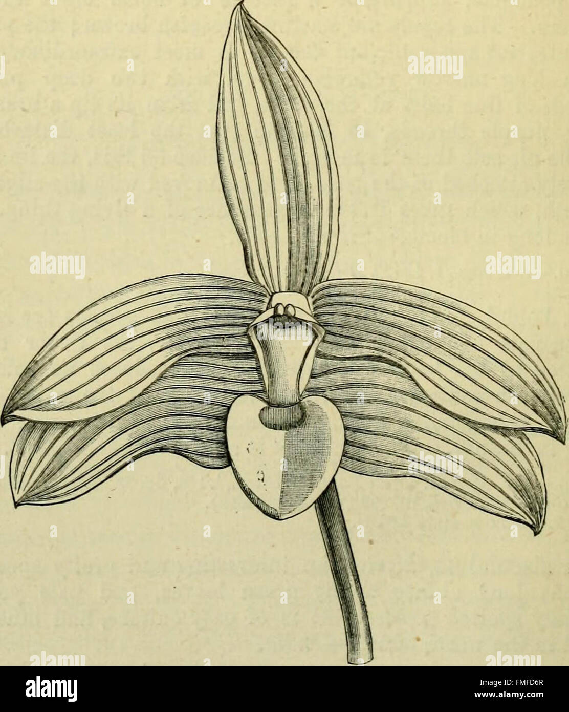 The 'Orchid-Grower's Manual' (1885) offers detailed descriptions and ...
